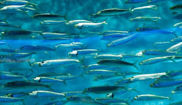 2018 | Here's the seafood Australians eat (and what we should be eating ...